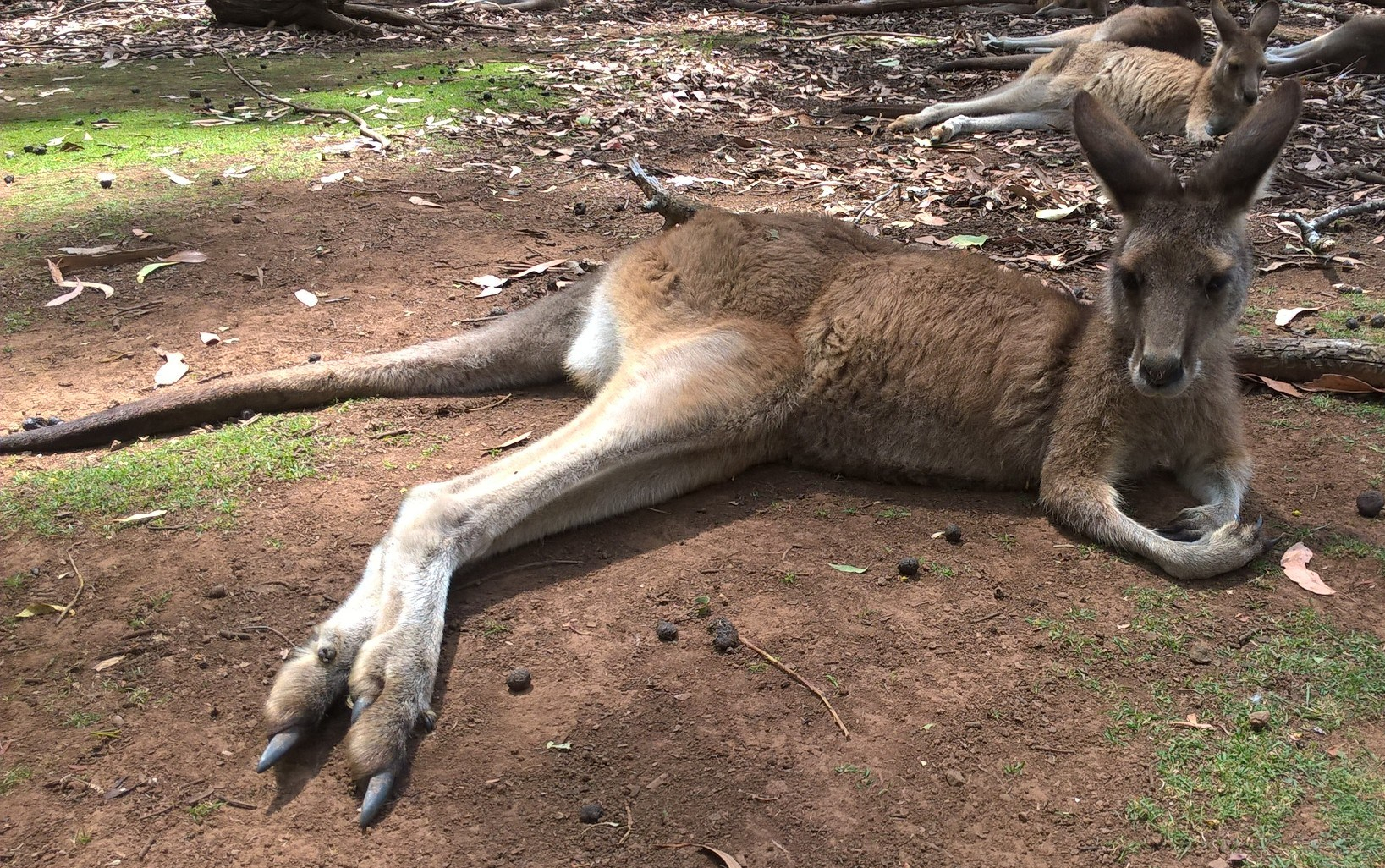 Il canguro, muscoloso marsupiale sempre zen – Lucy the Wombat