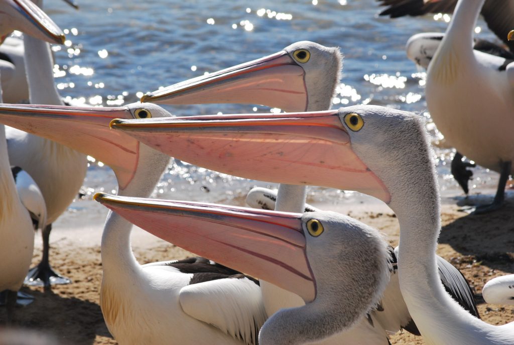 Uccello Lira, Casuario del Sud e... Badass Birds 3! – Lucy the Wombat