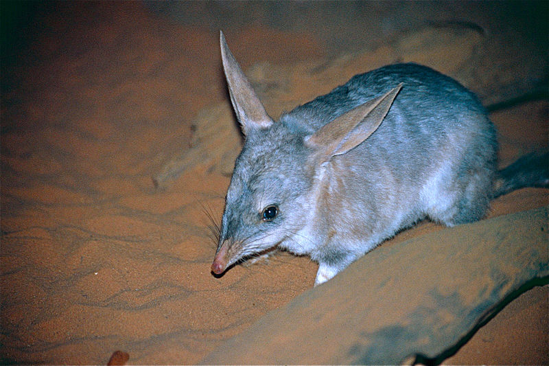 Un bilby per la Pasqua australiana - Lucy the Wombat