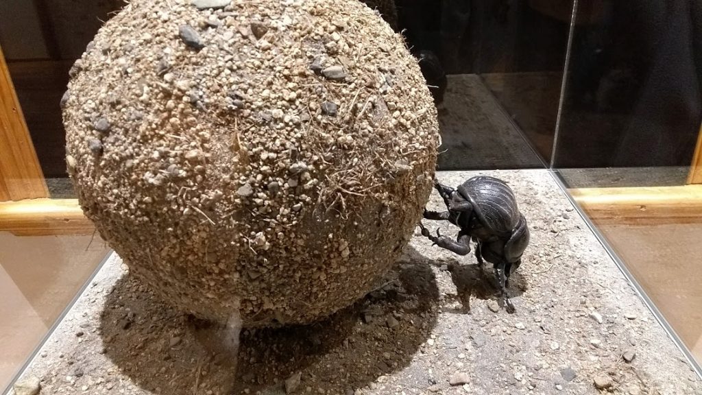 In cacca veritas: il Pooseum, il Museo della Cacca! - Lucy the Wombat