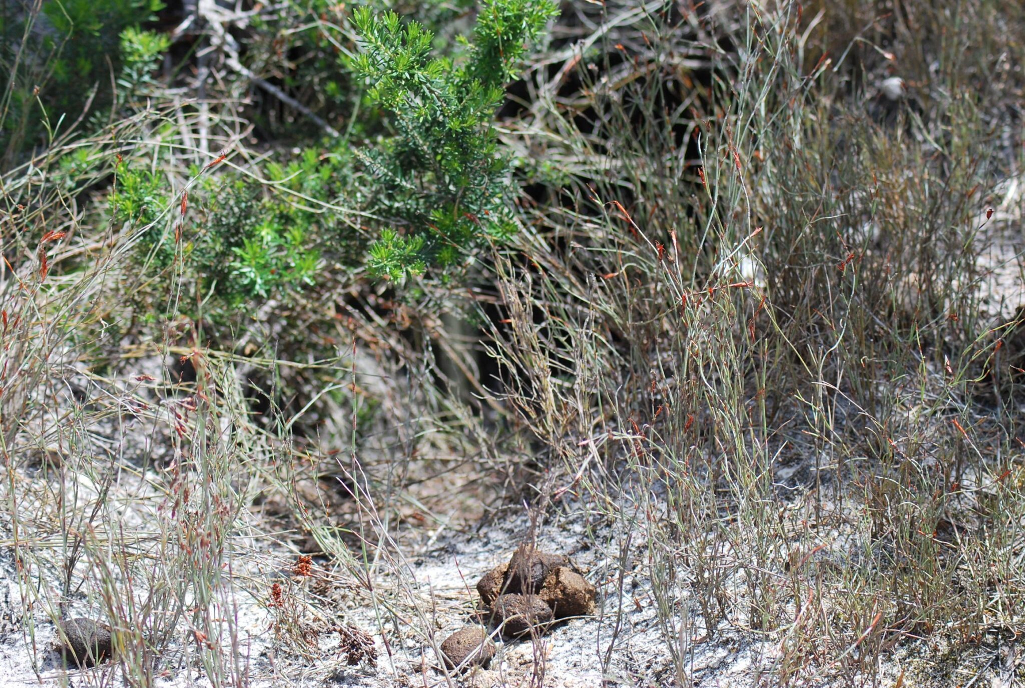 In cacca veritas: il Pooseum, il Museo della Cacca! - Lucy the Wombat
