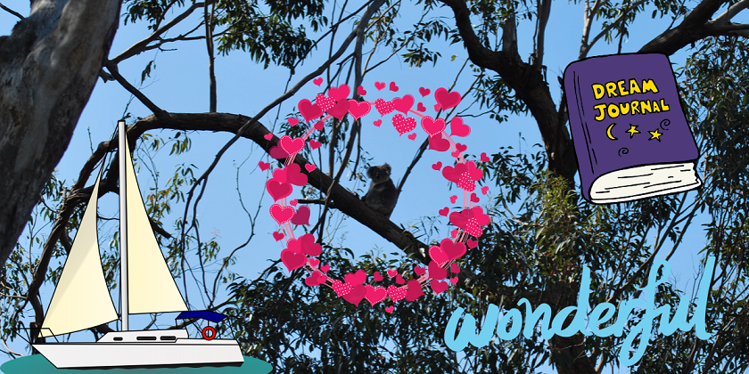 Koala in estinzione? Non nell'oasi di Raymond Island! - Lucy the Wombat