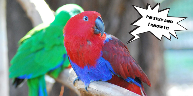 Speciale Pappagalli Australiani: Badass Birds 7! – Lucy the Wombat